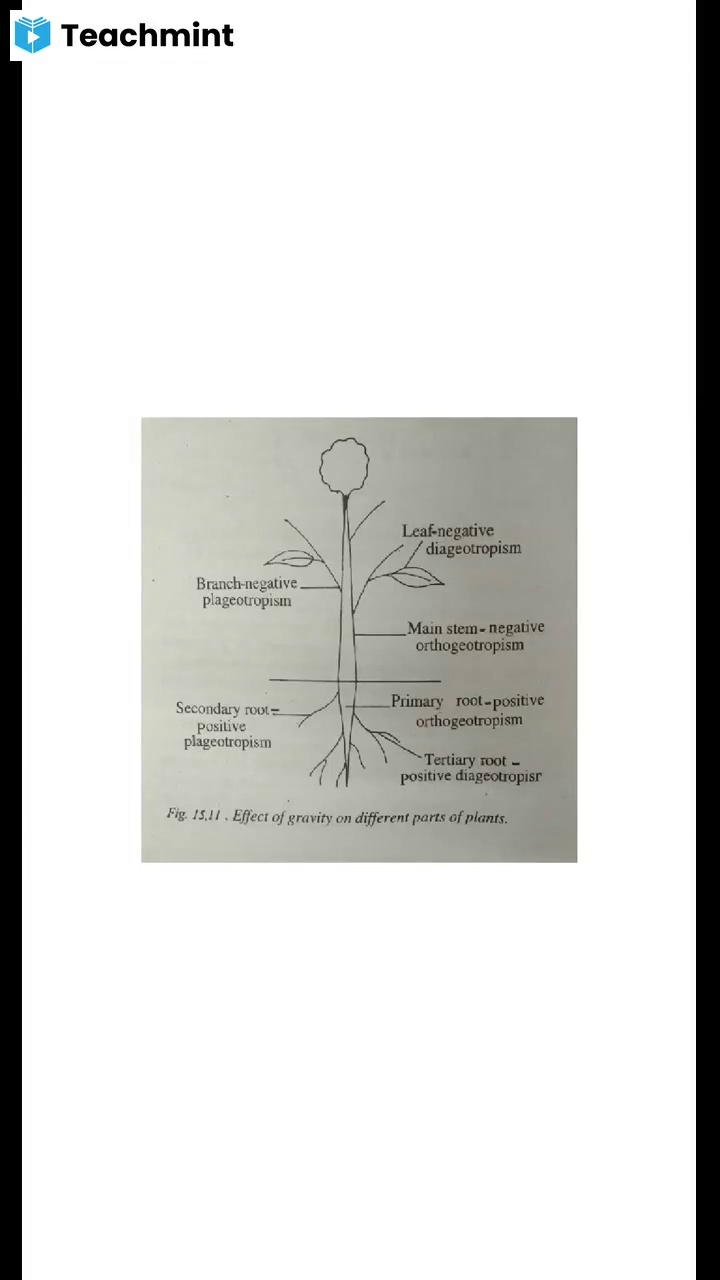 Plant Physiology 2021-07-01 - BOTANY - Class Recording - Teachmint