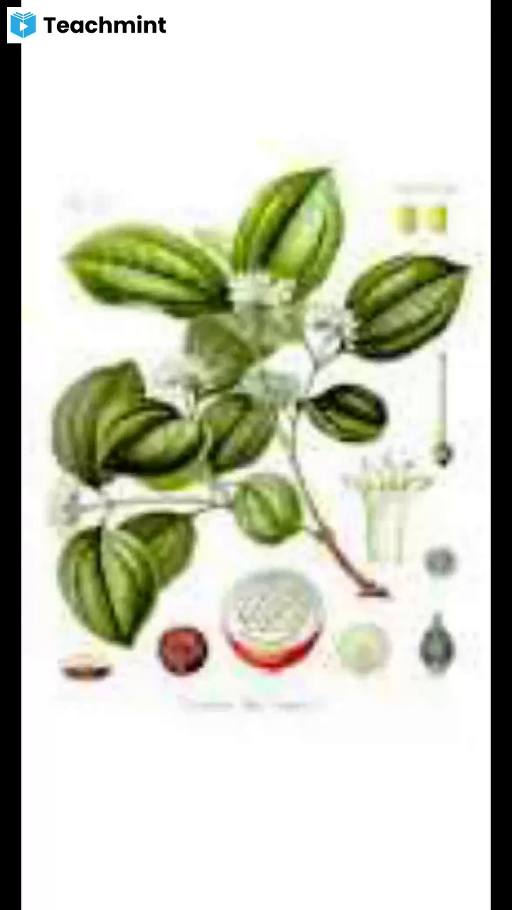 Lecture 2021-07-30 - Botany - Class Recording - Teachmint