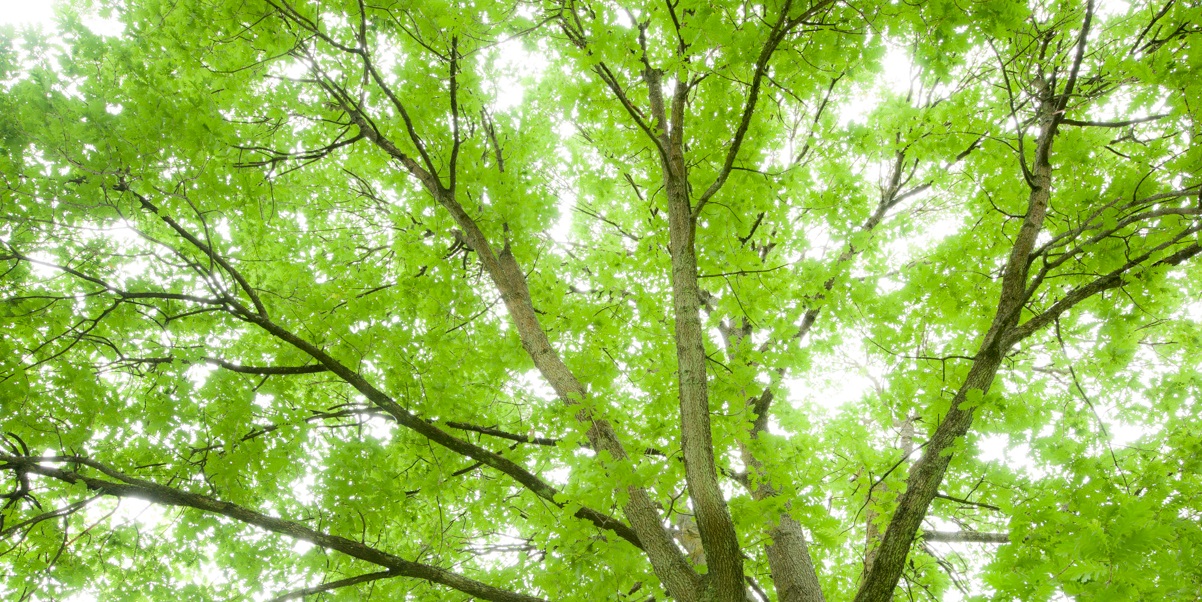 Suffragette oak is Scotland’s tree of the year - TFN