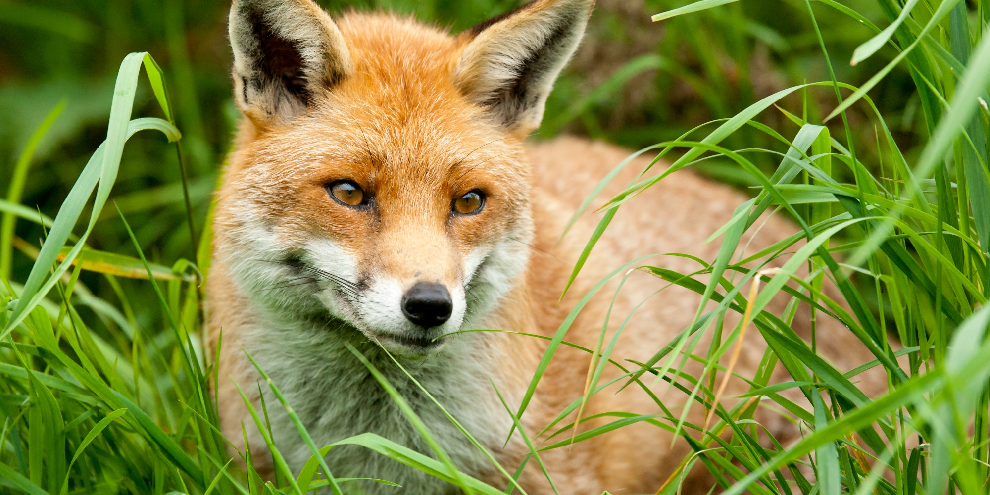 “Business as usual” for Scottish hunts - TFN