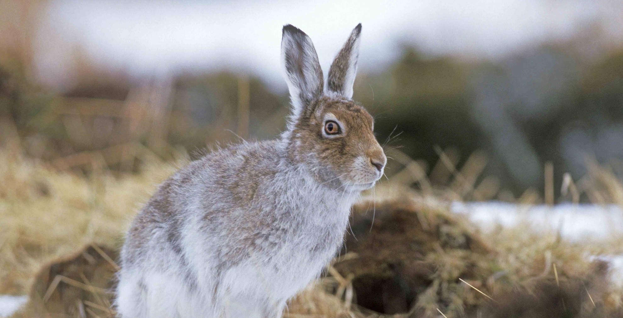 Grisly image reveals barbaric Cairngorms cull - TFN