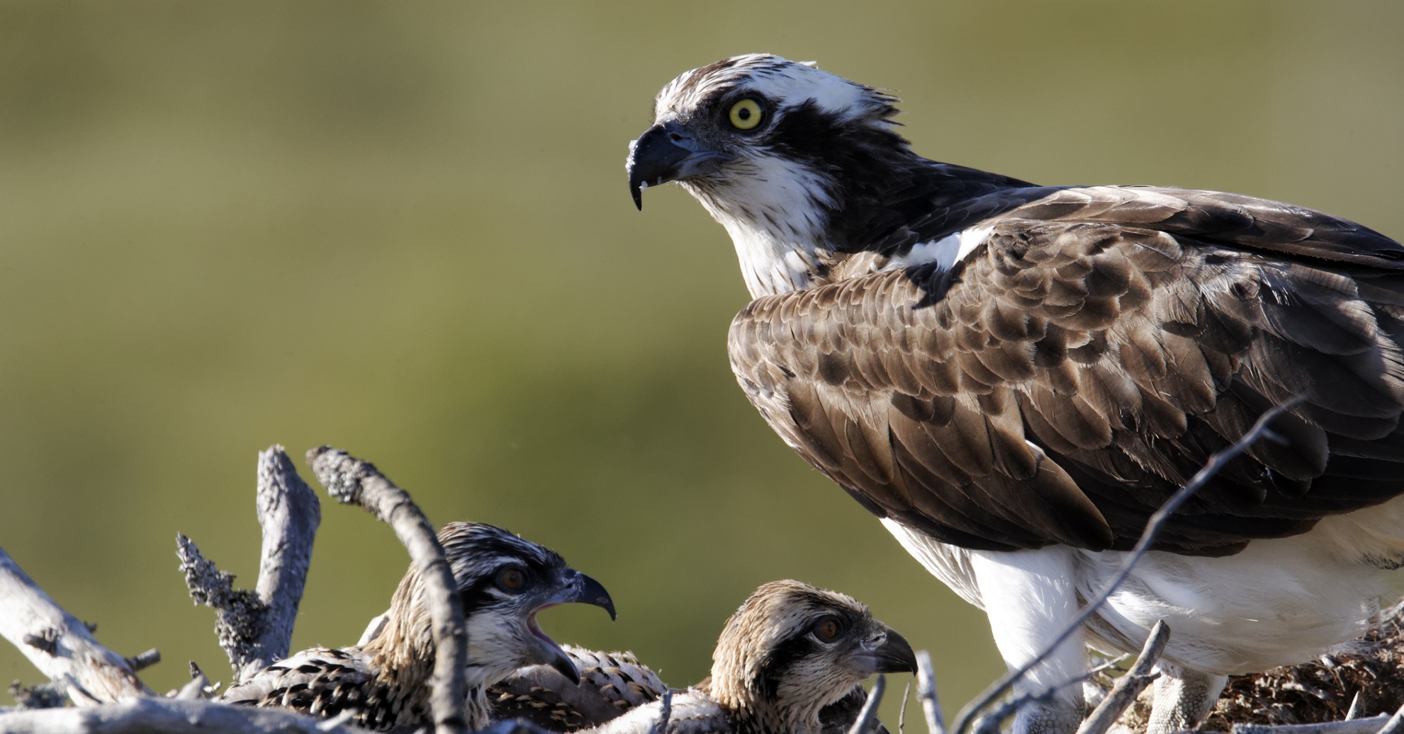 Osprey returns to charity’s nature reserve - TFN