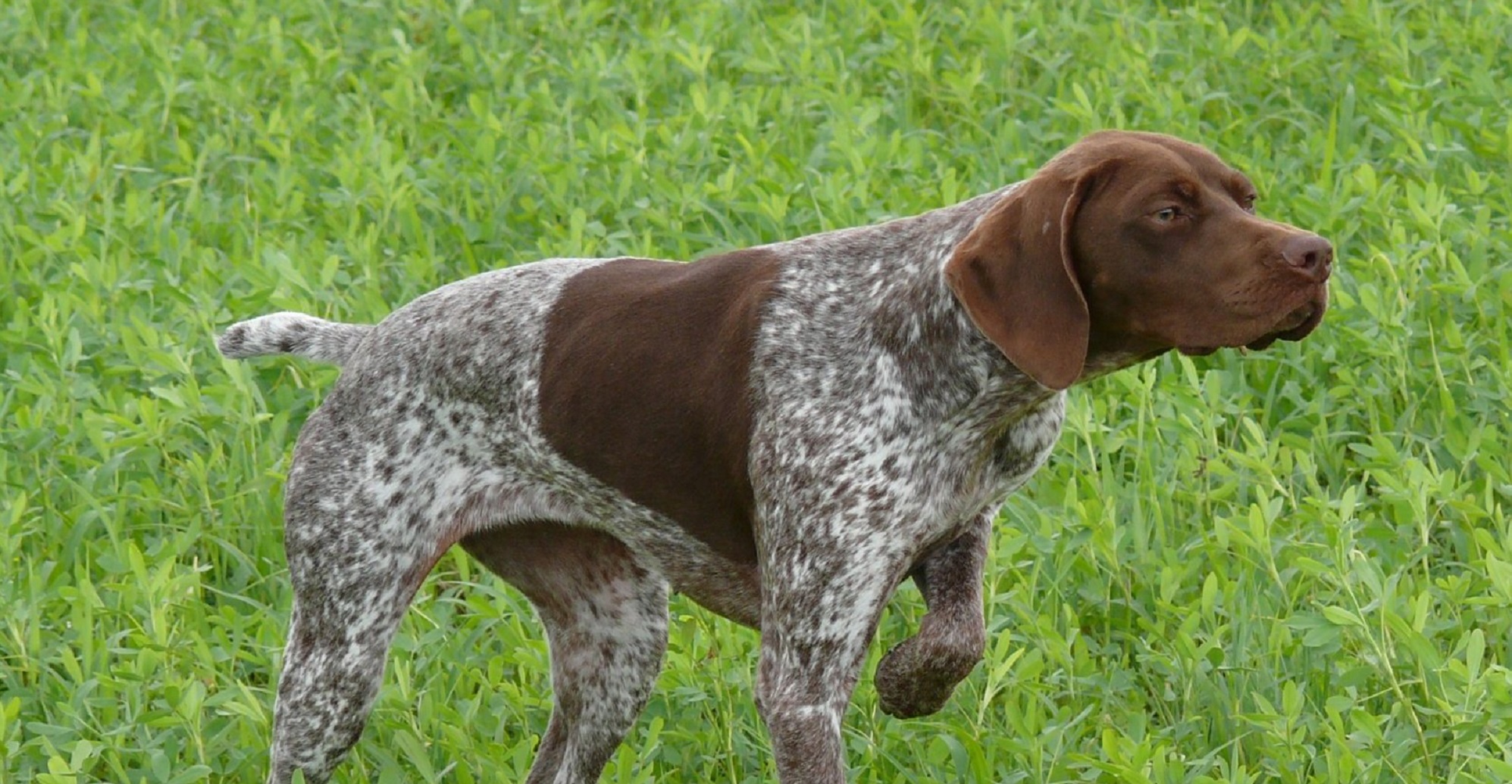 “Sad day” for animal welfare as tail docking returns - TFN