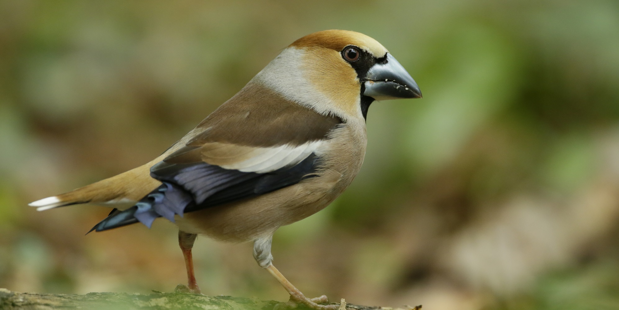 Giant finches invade Scotland - TFN