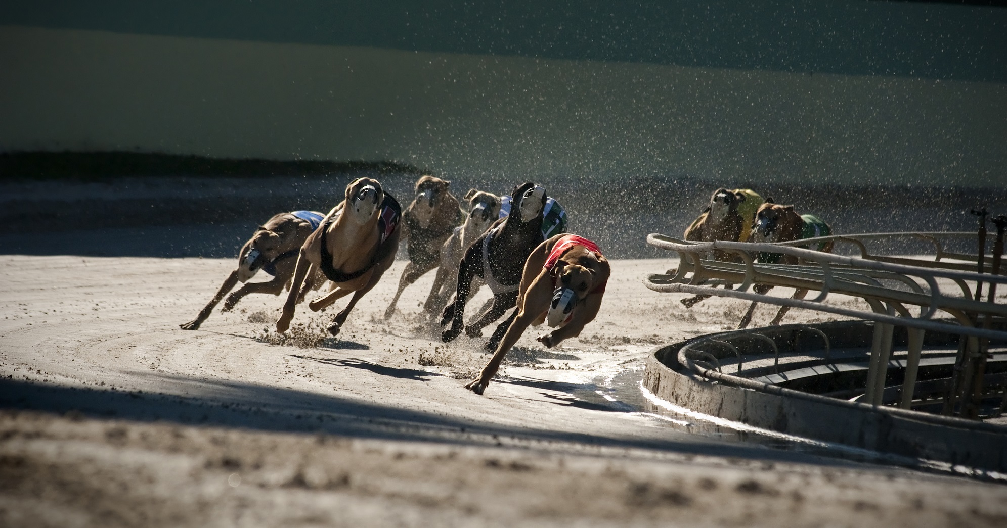 Poll: should greyhound racing be banned? - TFN