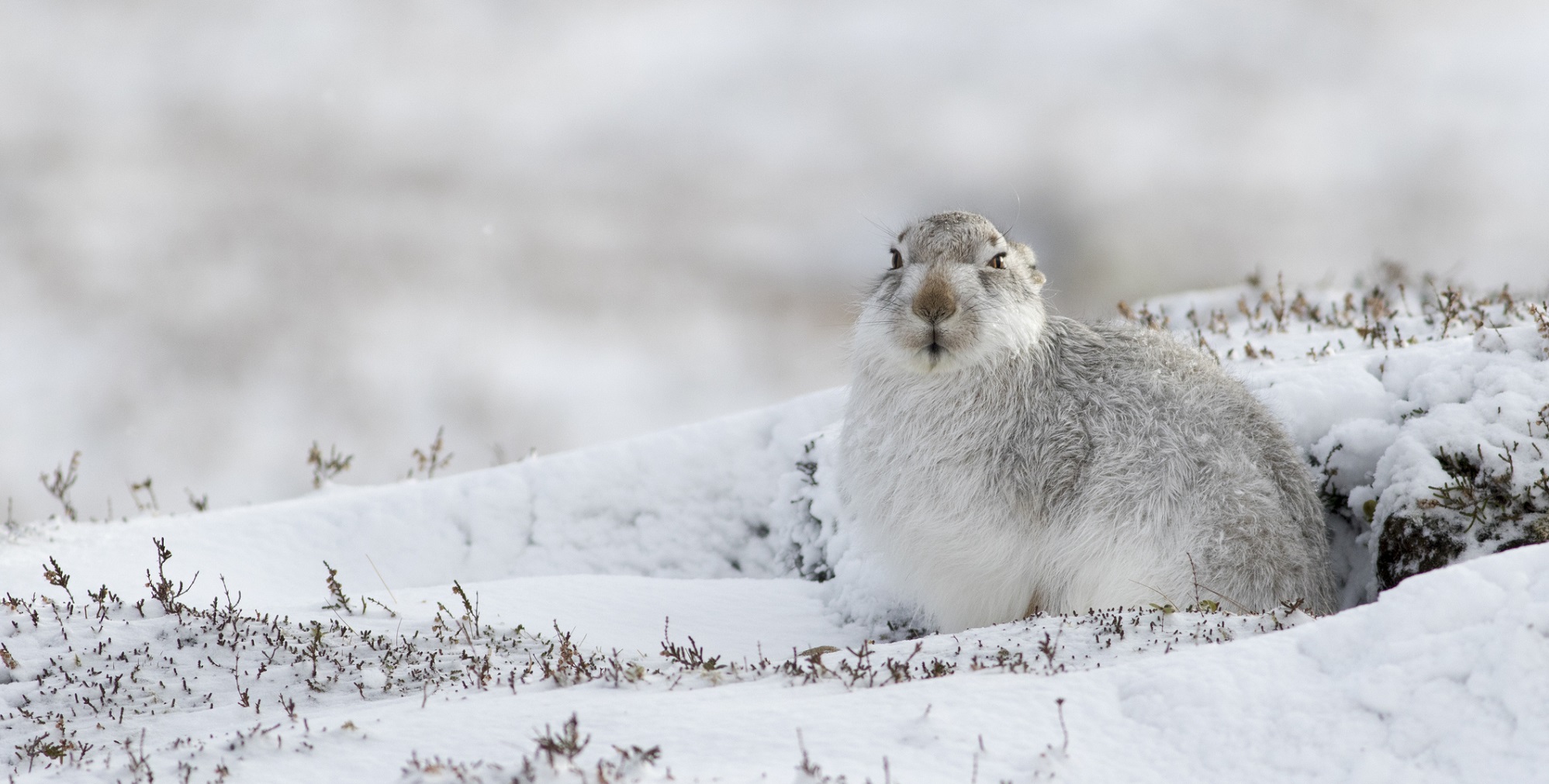 Brutal, military style animal slaughter shocks Scotland - TFN