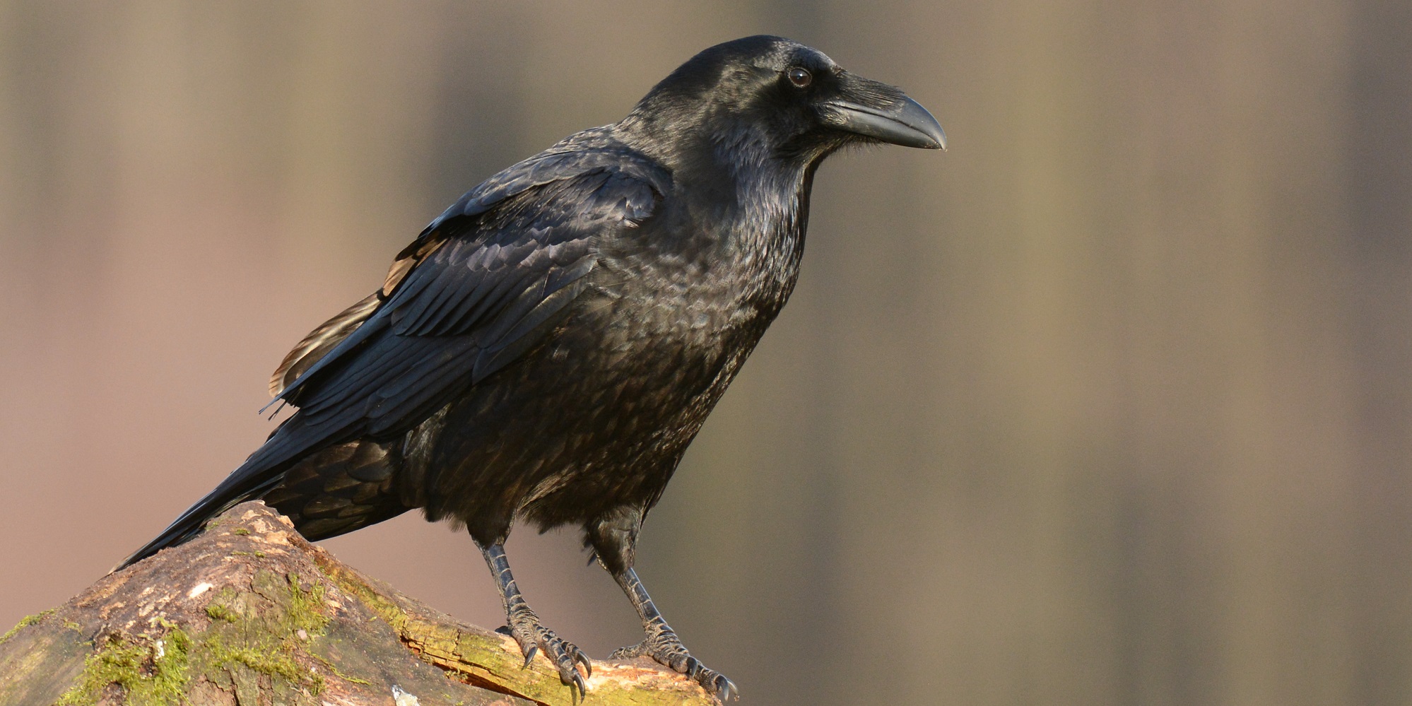 A Scotland for all – or a playground for the rich? - TFN