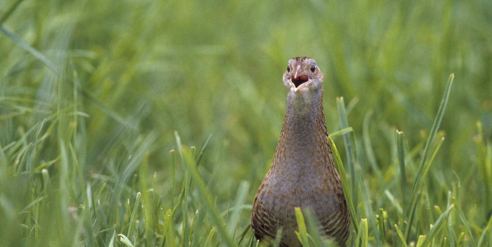 Conservation call as corncrake numbers fall - TFN