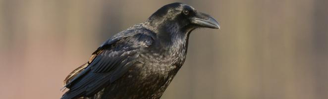 Revealed: the extent of raven slaughter in Scotland - TFN