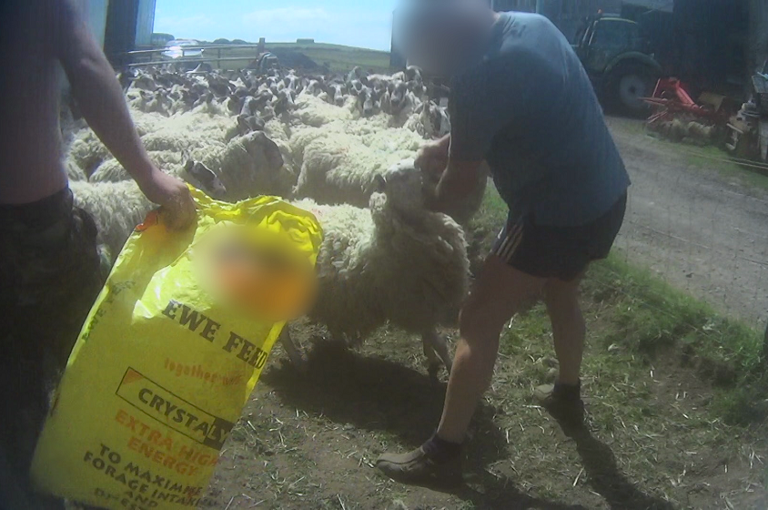 Peta calls on SPCA to investigate sheep abuse - TFN