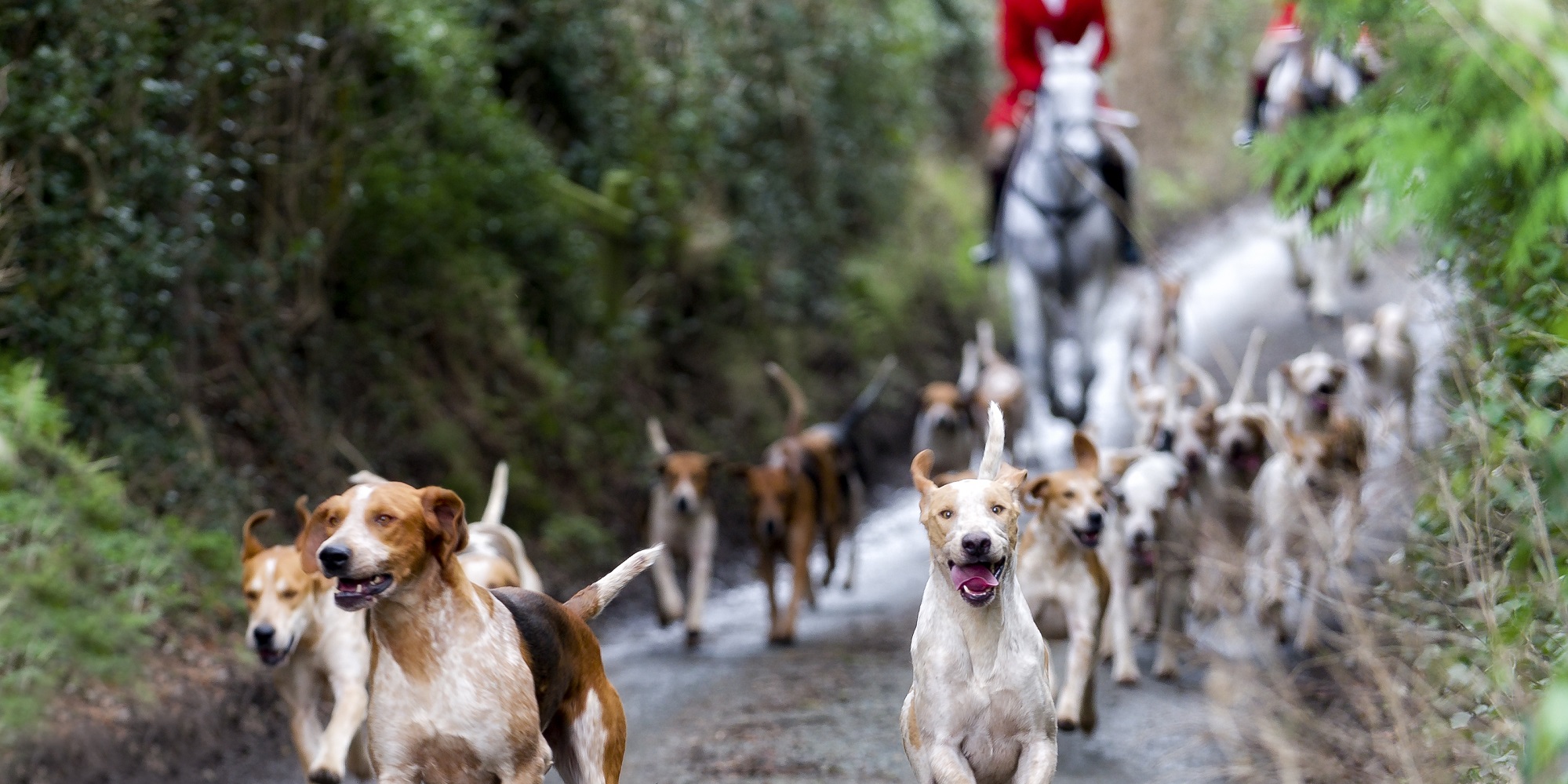 MSP witnesses pack of hounds chasing a fox in Scottish Borders - TFN