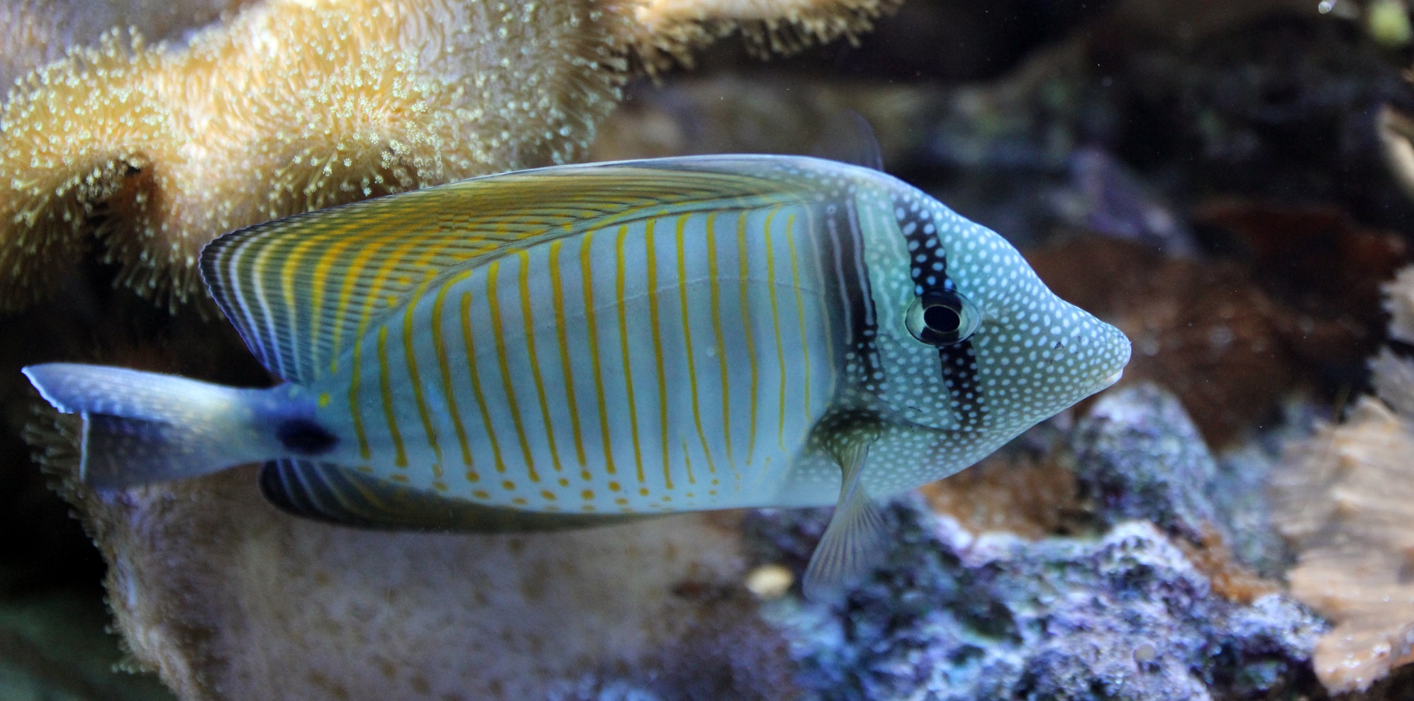 PETA left reeling at Scottish aquarium’s café menu - TFN