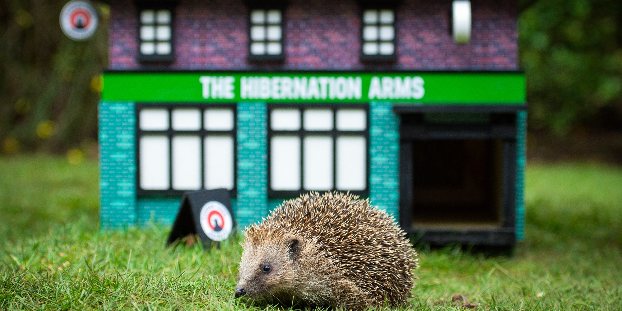 Hedgehogs to hideaway in their own pubs - TFN