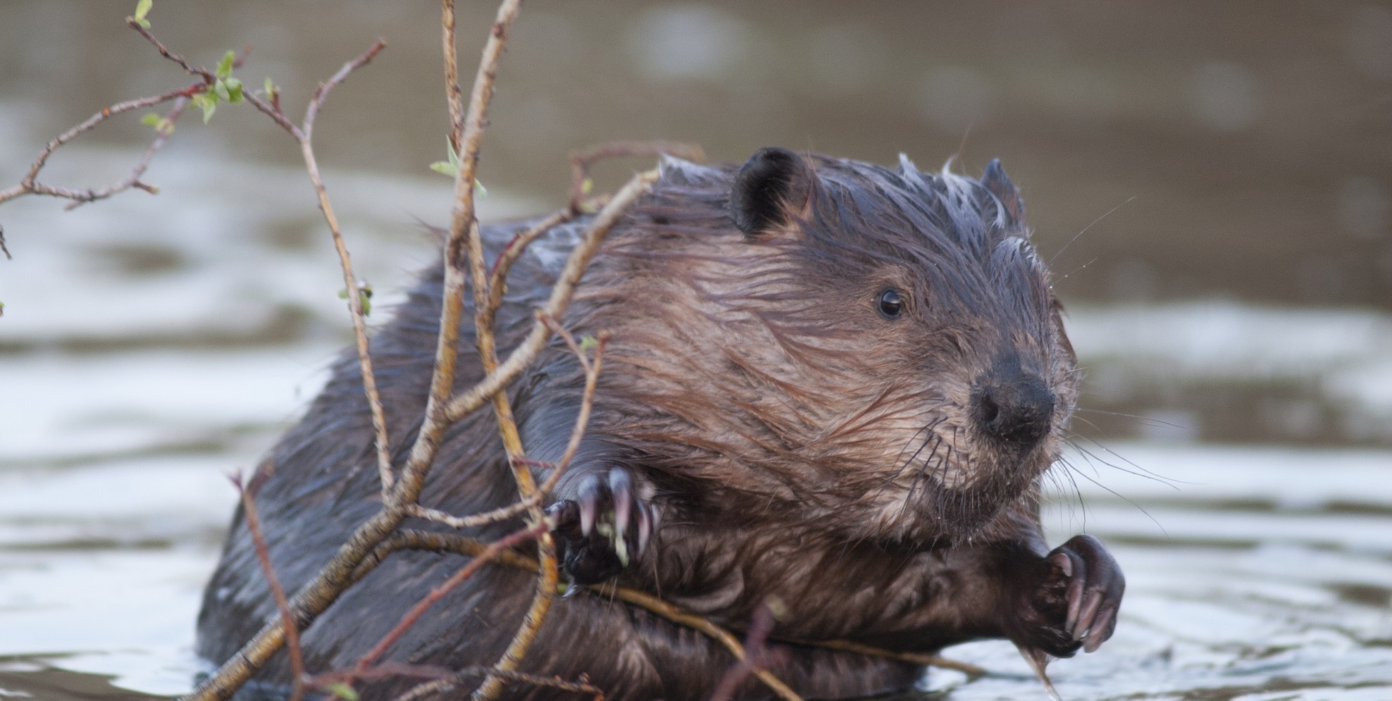 Beaver kit captured on film in Scotland - TFN