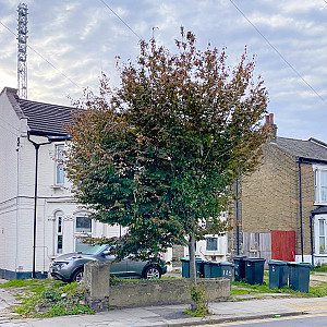 Crowdfunding Street Trees - Rosebery Ave and Shelbourne Rd, N17 - Trees ...
