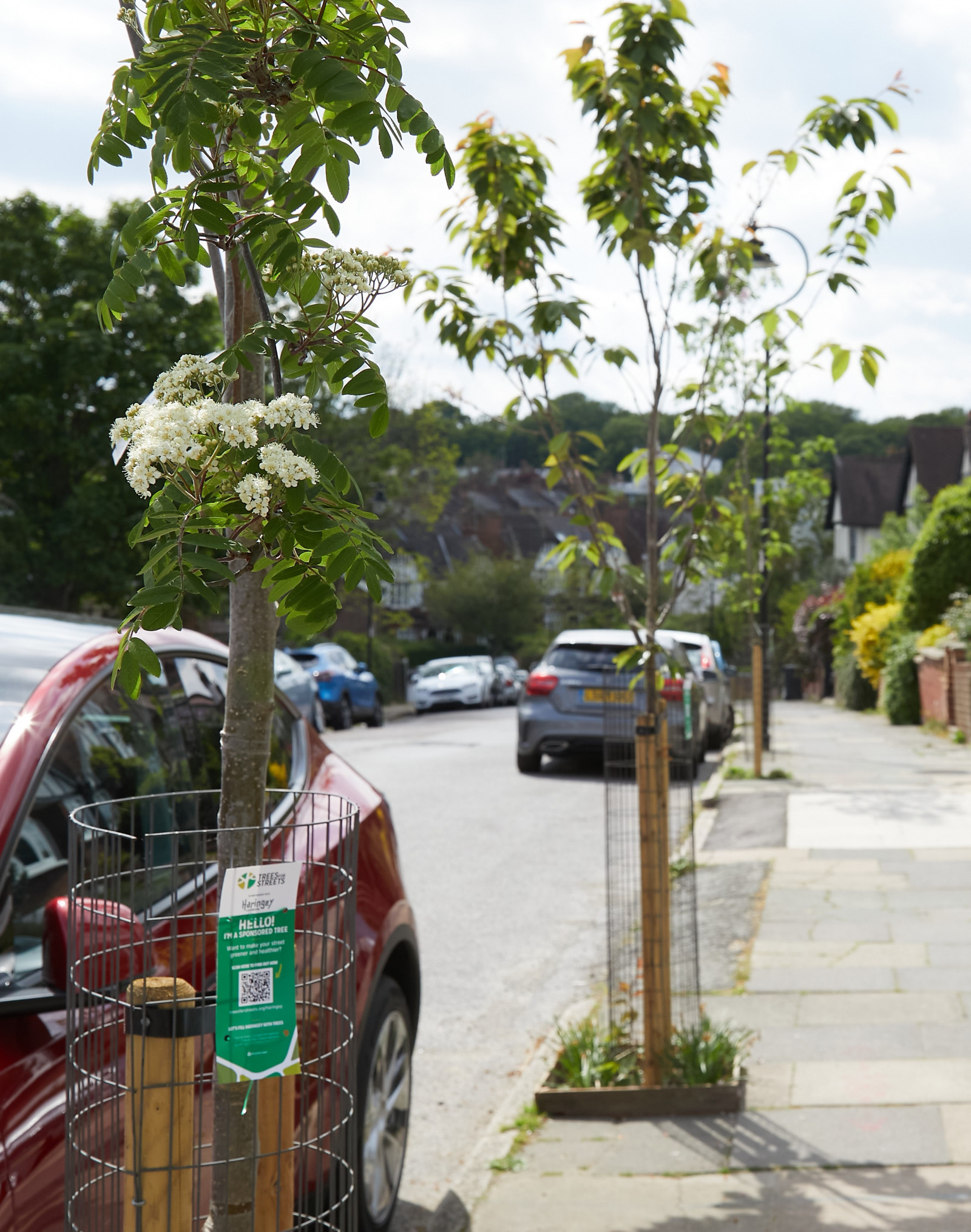 Lets fill Barnet with trees - Trees for Streets