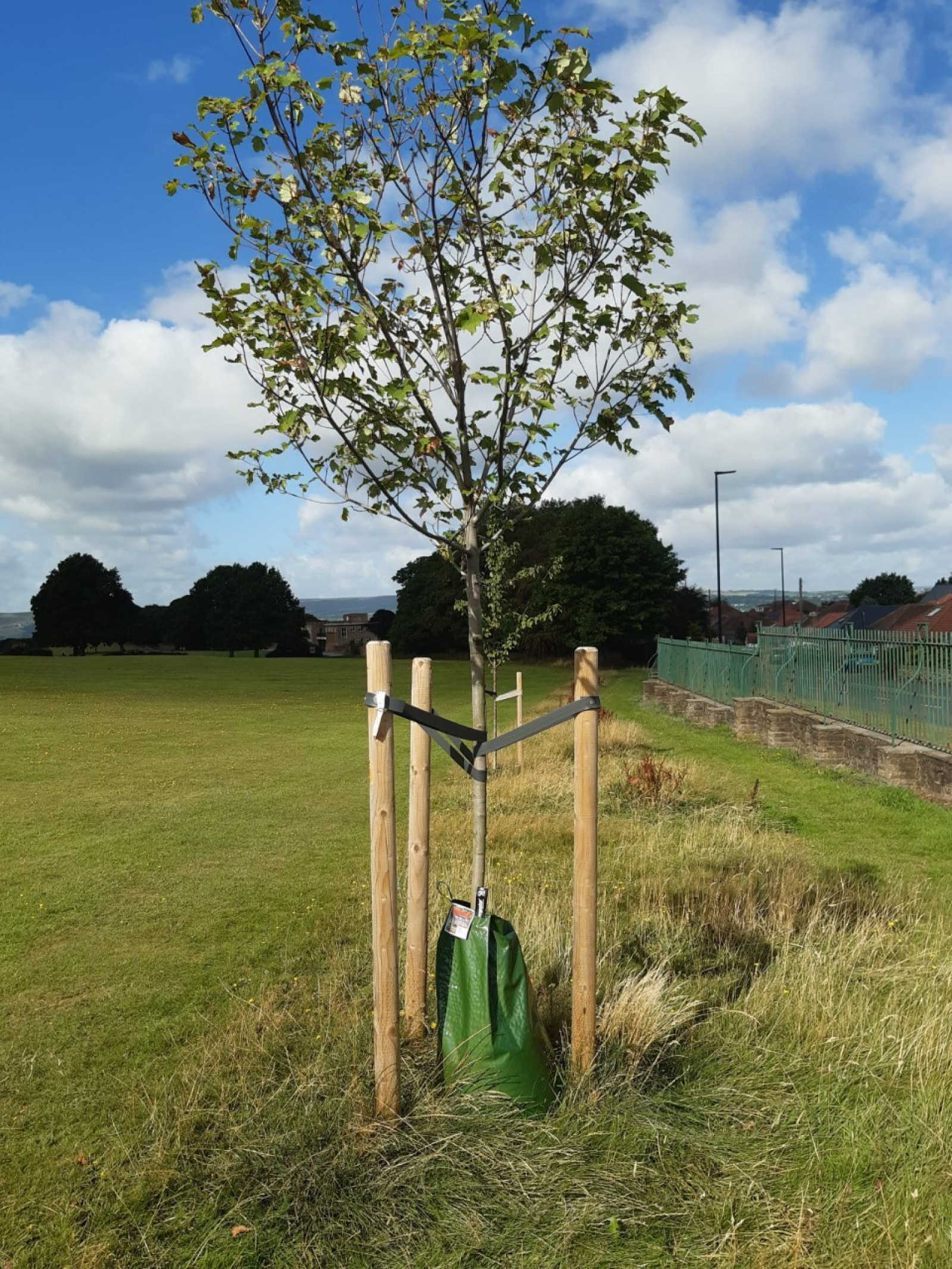 Let's fill Sheffield with trees - Trees for Streets