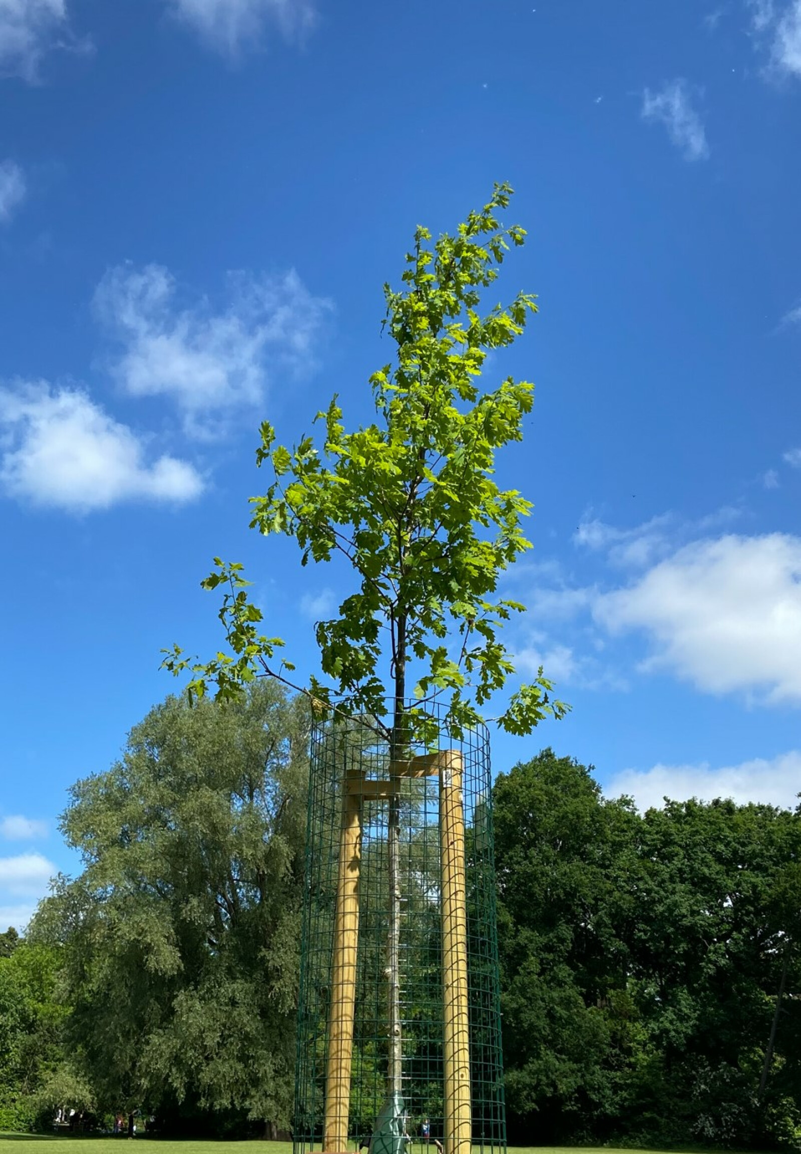 Let's fill Worthing with trees - Trees for Streets