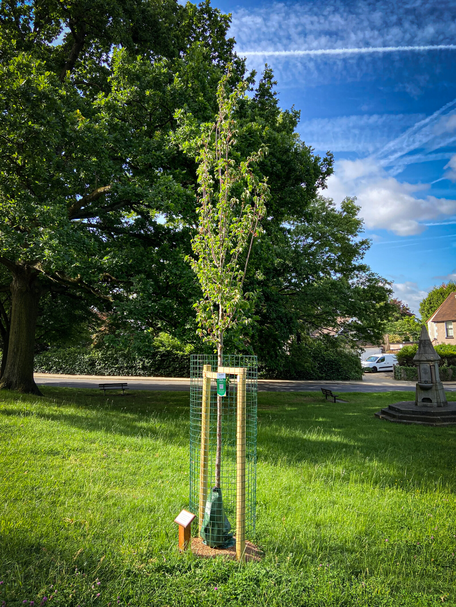 Let's fill Harrow with trees - Trees for Streets