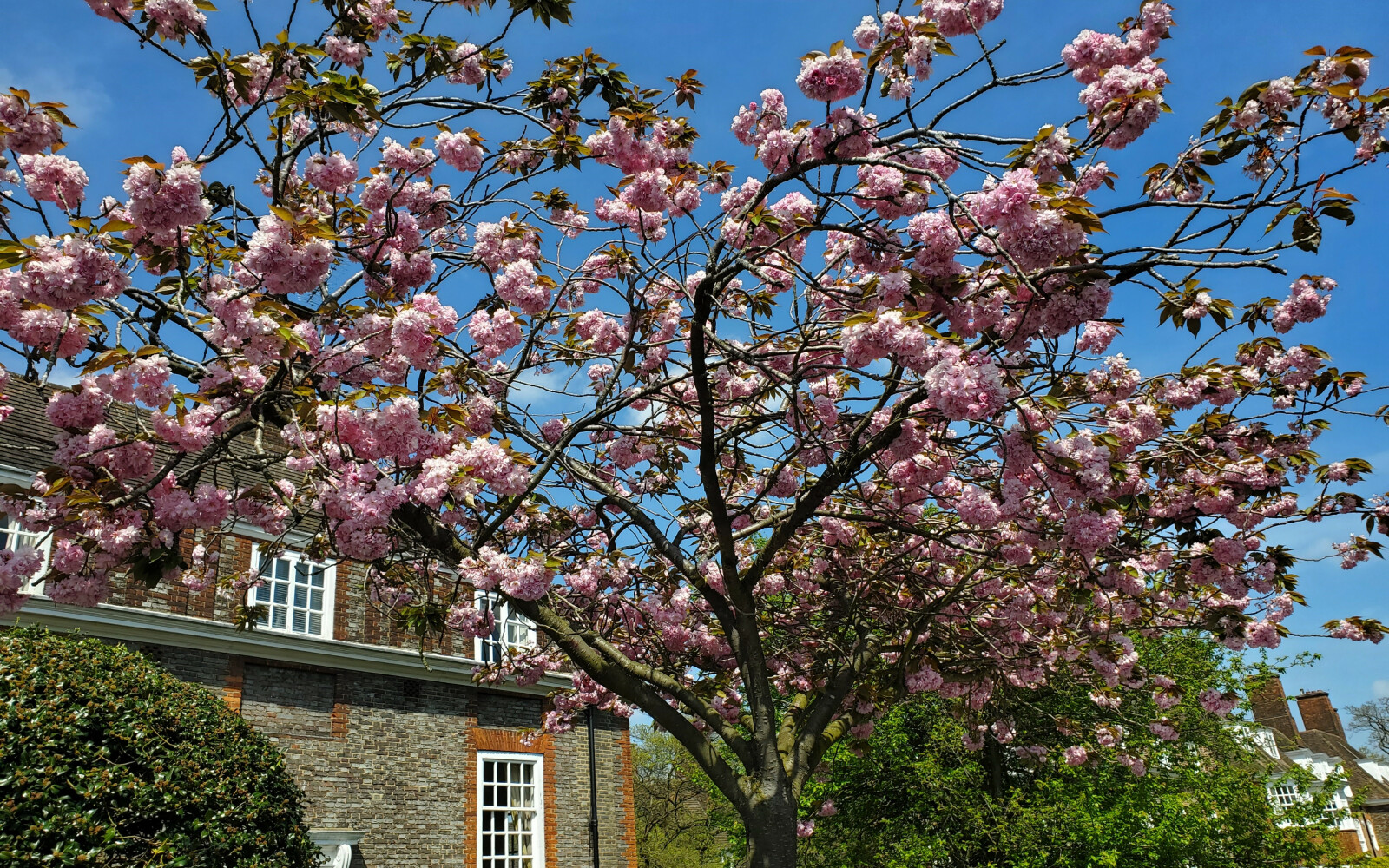 Let's keep Hampstead Garden Suburb filled with trees... - Trees for Streets