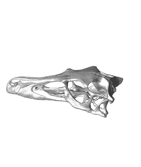 3d Velociraptor Skull