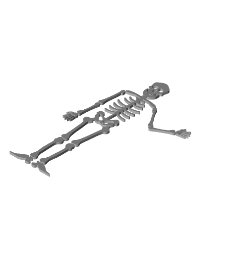 skeleton (flat) | 3D model | tobiasreckinger | Thangs