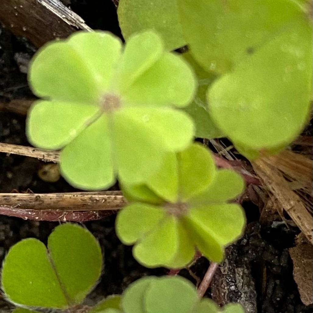 Chace Castle • TheRostr