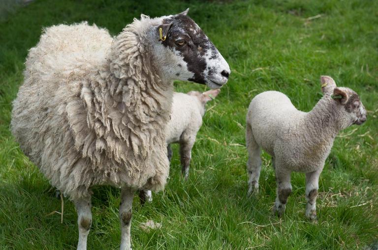 FlockMaster Series - Top Tactics for Successful Lambing