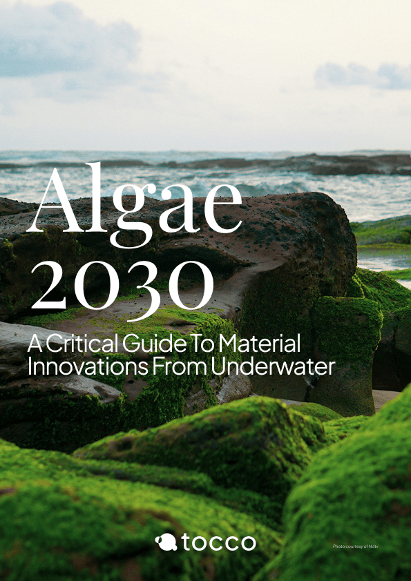 Tocco Report: Algae 2030 | tocco | tocco