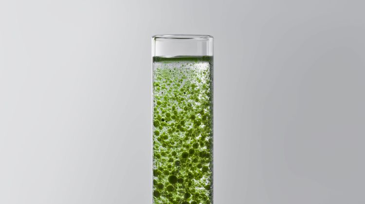 From Algae to Fabric: The Development of Algaeing’s Microalgae Dyes ...
