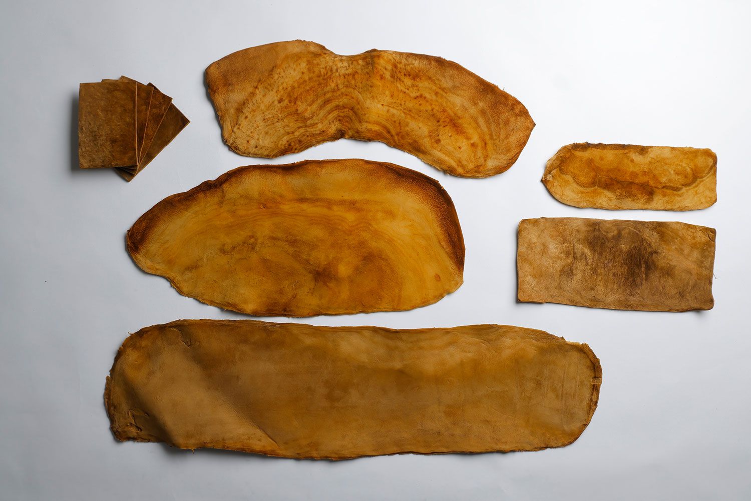 Parasitic fungus as leather: the story of MuSkin | tocco | tocco