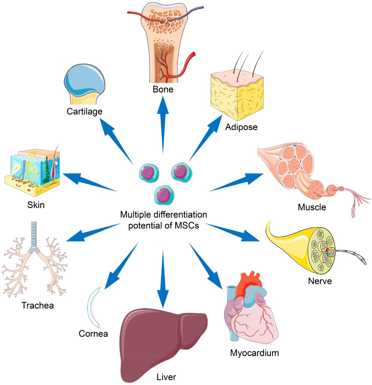 Mesenchymal Stem Cell Therapy Toticell