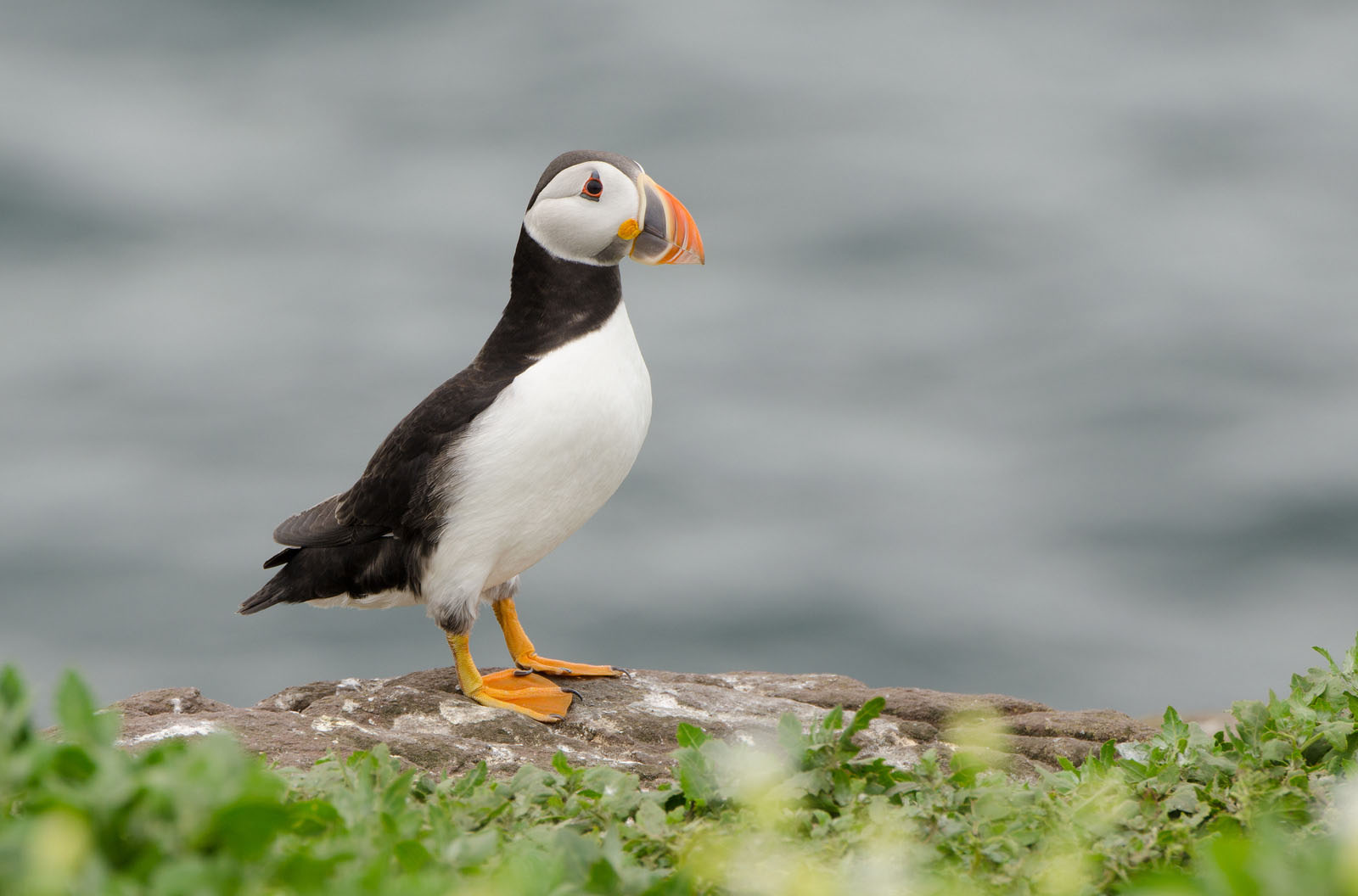 Atlantic Puffin: The Iconic Seabird with a Vibrant Bill | Antarctica ...