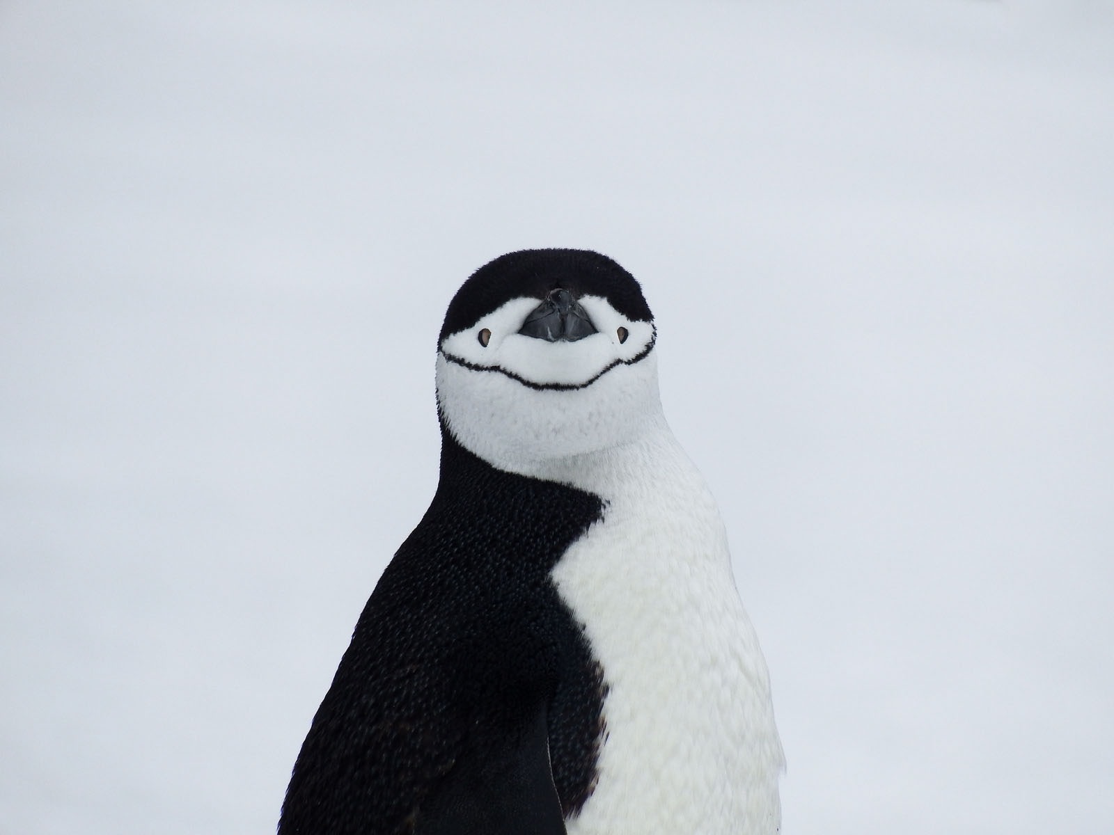 Chinstrap Penguin: Toughness, Feeding, and Nesting Habits