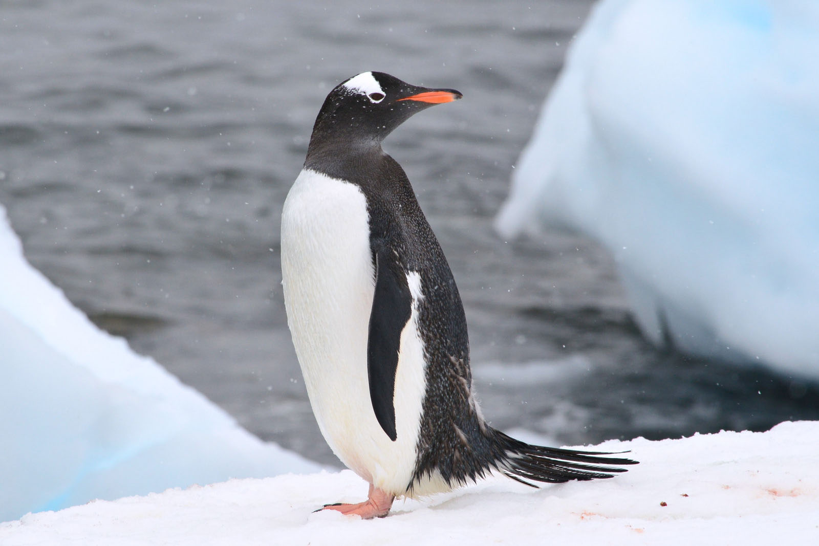 Gentoo Penguins: The Fastest Swimming Penguin with Unique Courtship ...