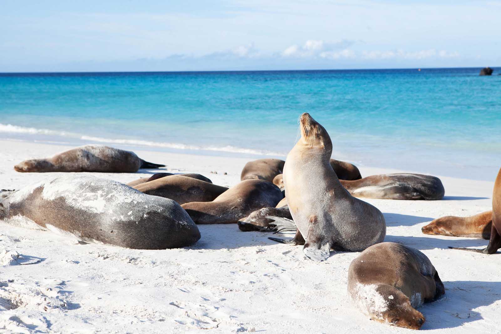 Galapagos Sea Lions: Playful Marine Mammals of the Islands