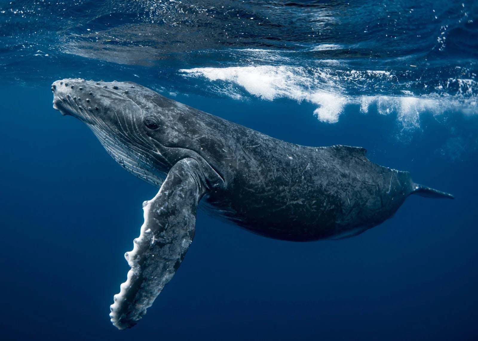 Majestic Humpback Whales: Breaching, Migration & Conservation