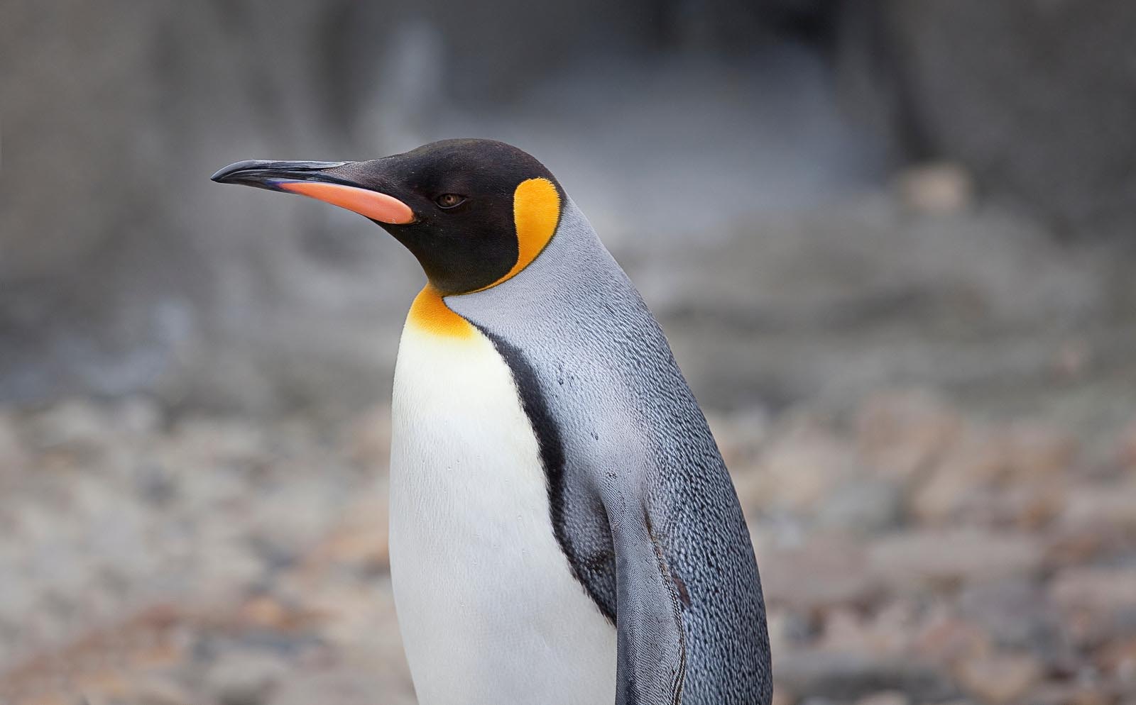 Discover the King Penguin: Majestic Colonies and Unique Breeding Cycle ...