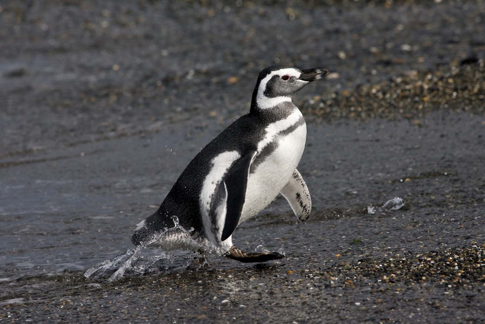 Magellanic Penguins: Burrow Nesters and Long-Distance Migrators ...