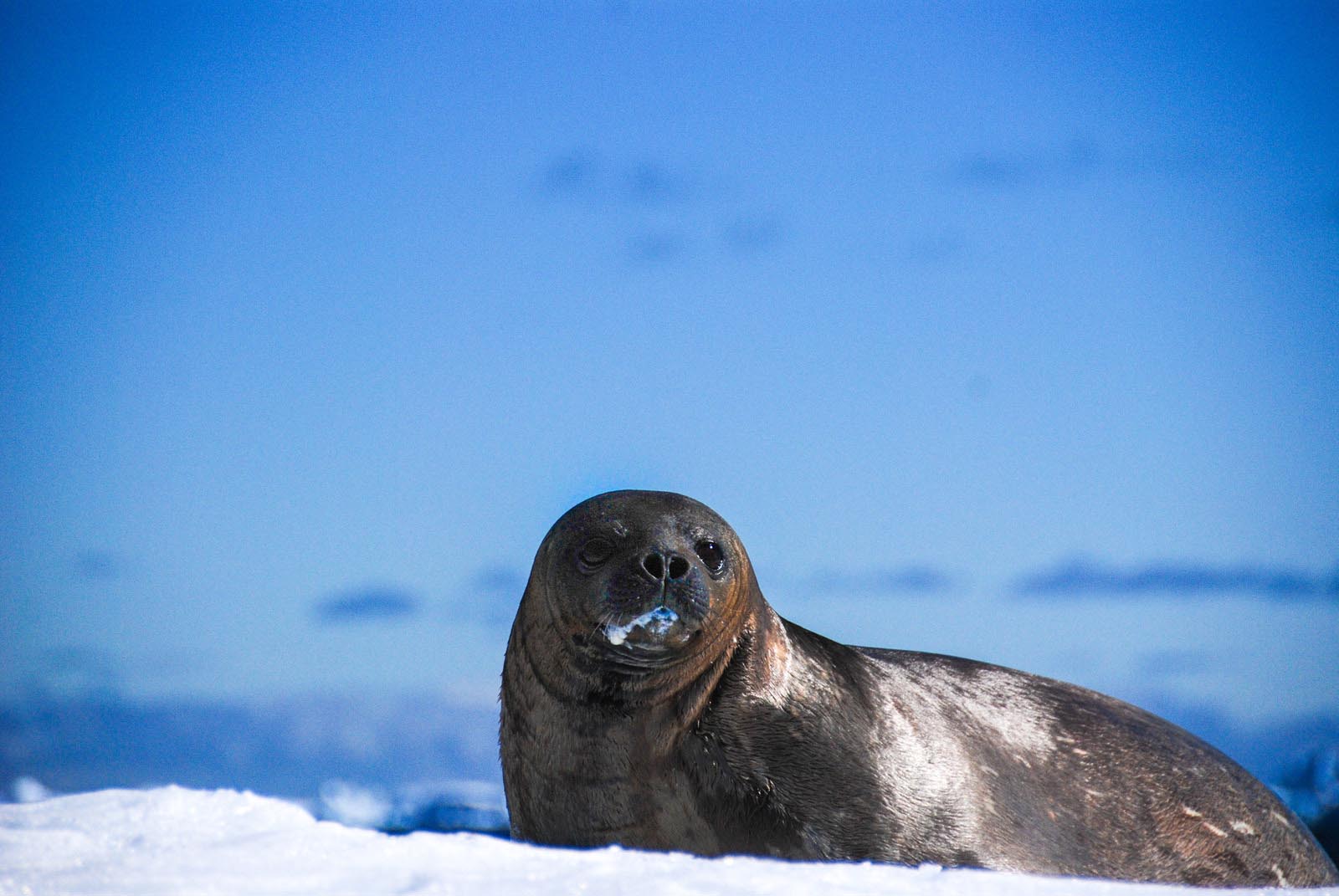 Weddell Seal: Ice-Dependent Antarctic Divers with Exceptional Abilities ...