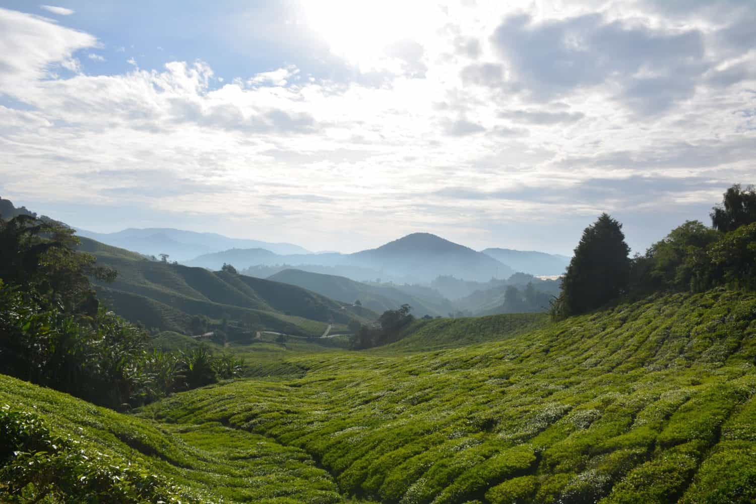 Traveldiary Maleisië #4: natuurpracht - Travellers of the world