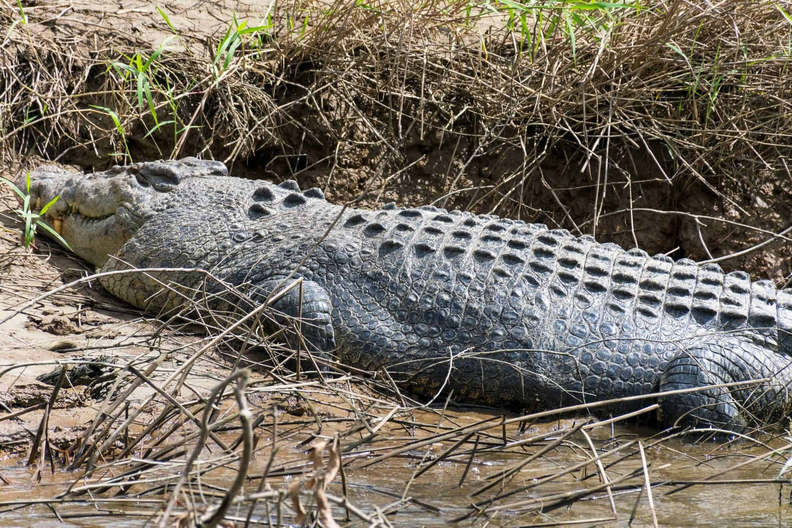 Krokodillen in Australië: ga krokodillen spotten in Daintree!