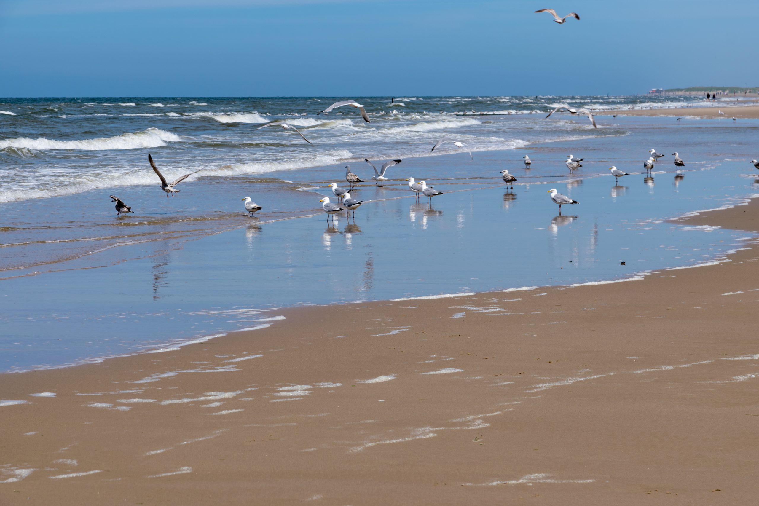 Wandelroute in Schoorl: de prachtige stuifduinentocht!