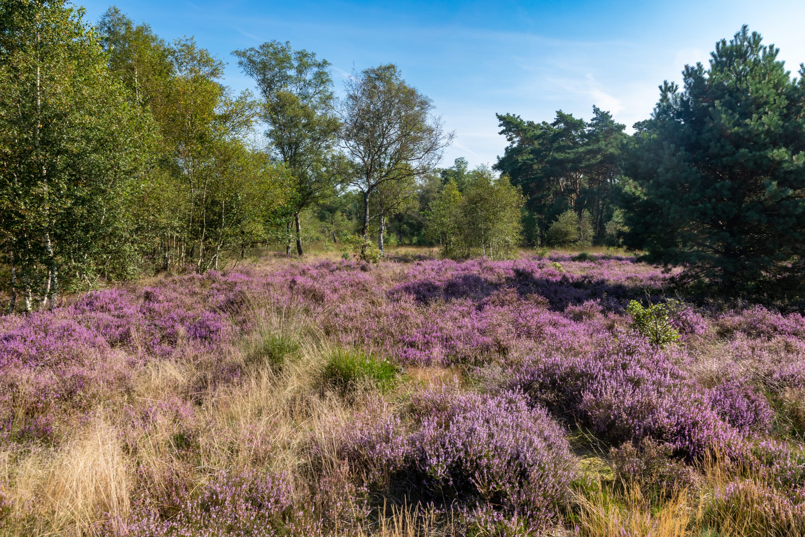 Wandelen op de Hoge Veluwe: mooiste wandelroutes op de Hoge Veluwe