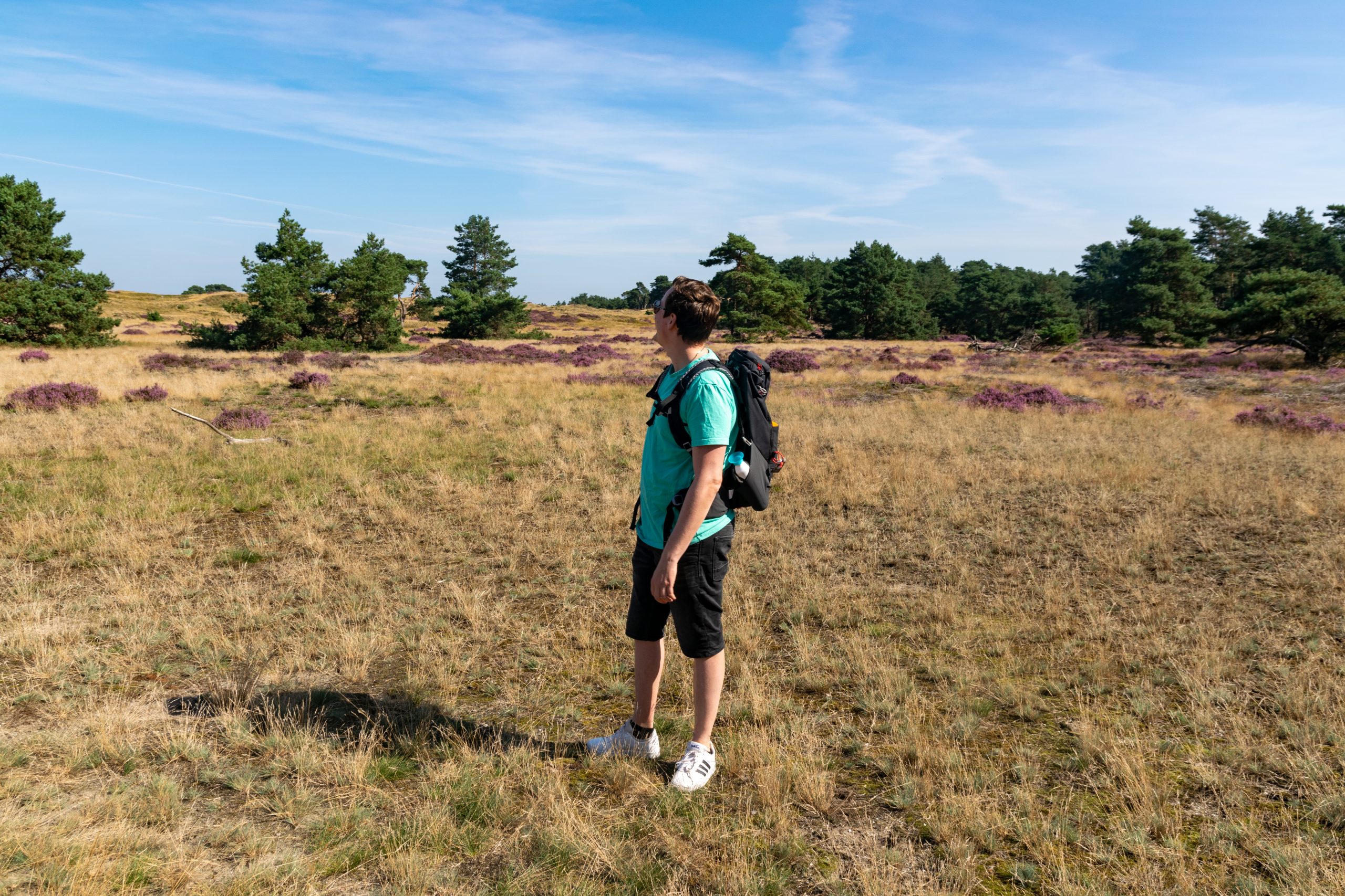 Wandelen op de Hoge Veluwe: mooiste wandelroutes op de Hoge Veluwe