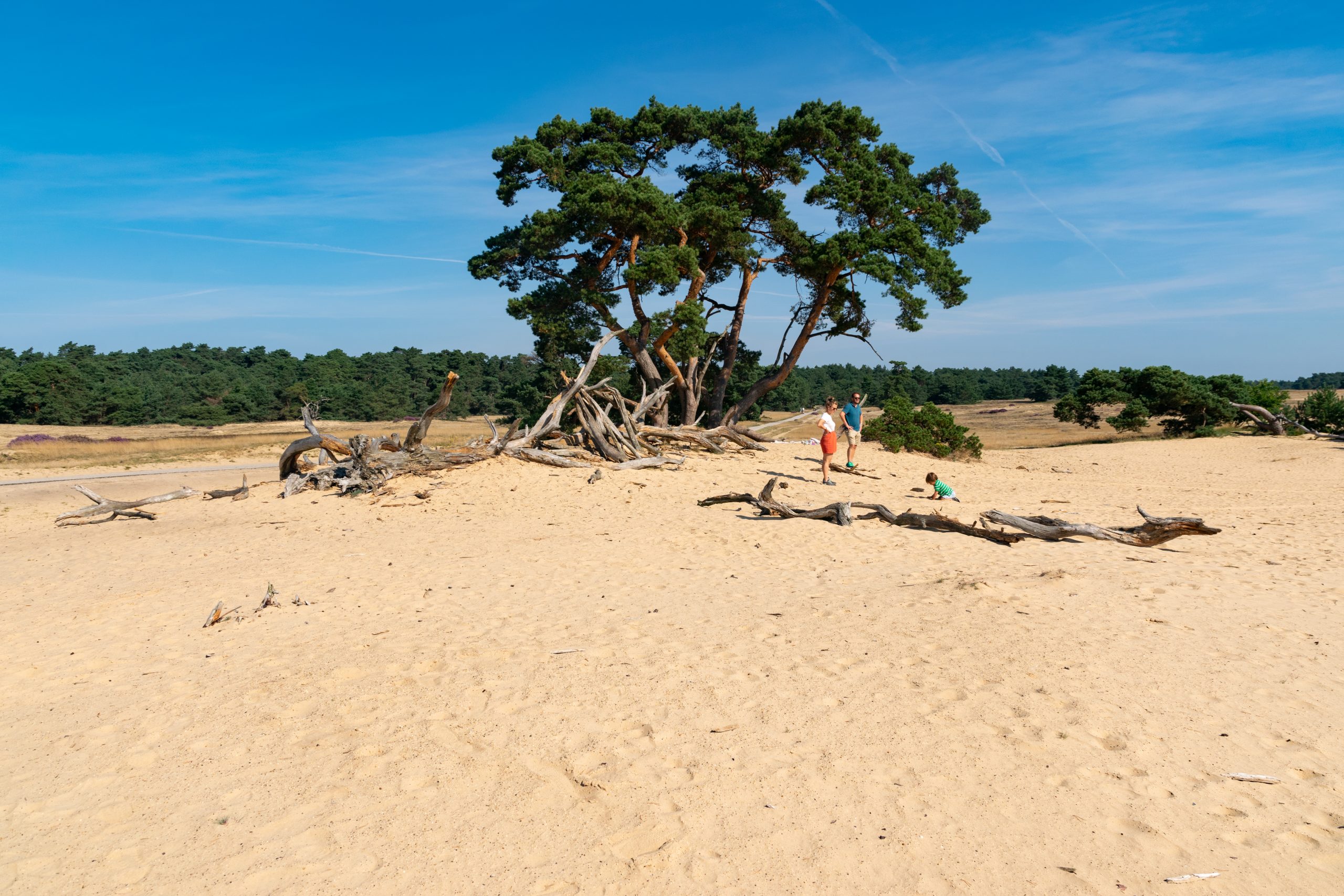 Nationaal Park de Hoge Veluwe bezoeken: tips + bezienswaardigheden