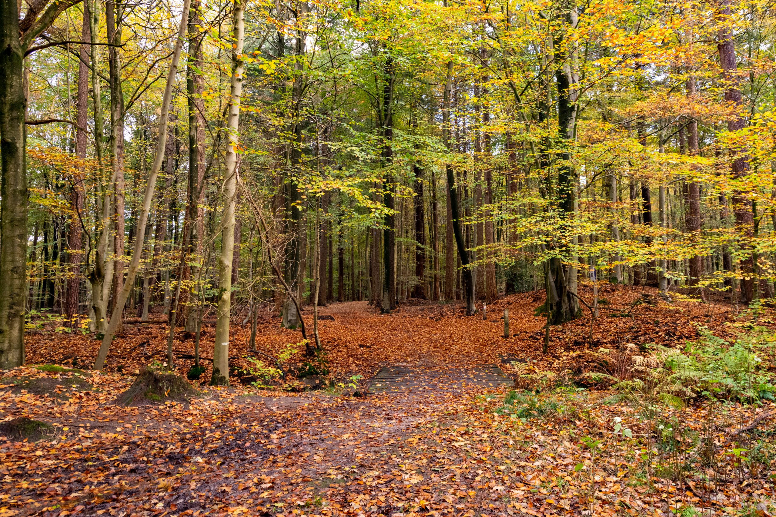 Prachtige wandelroute in het Leuvenumse bos: de Roode Koperroute
