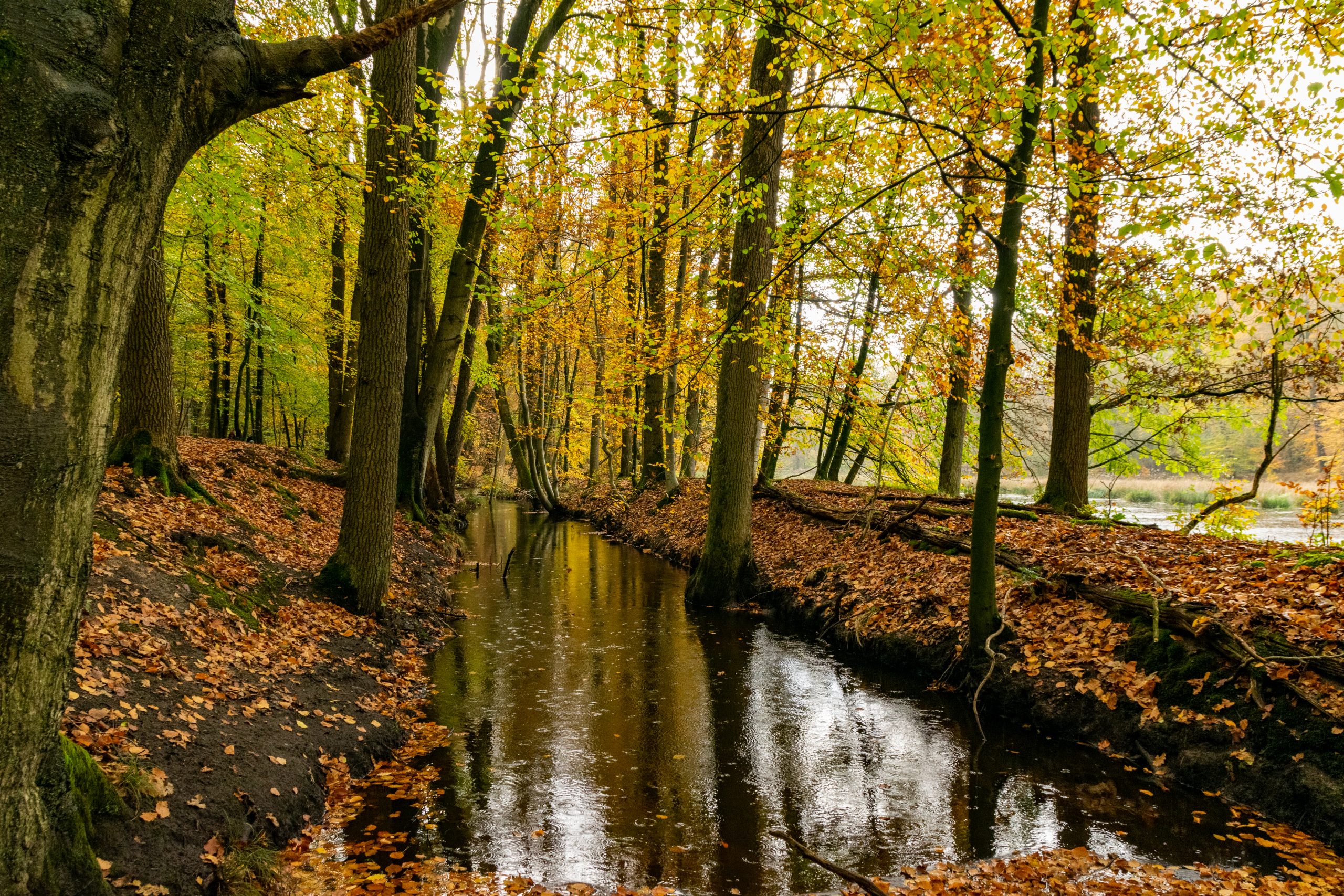 Prachtige wandelroute in het Leuvenumse bos: de Roode Koperroute