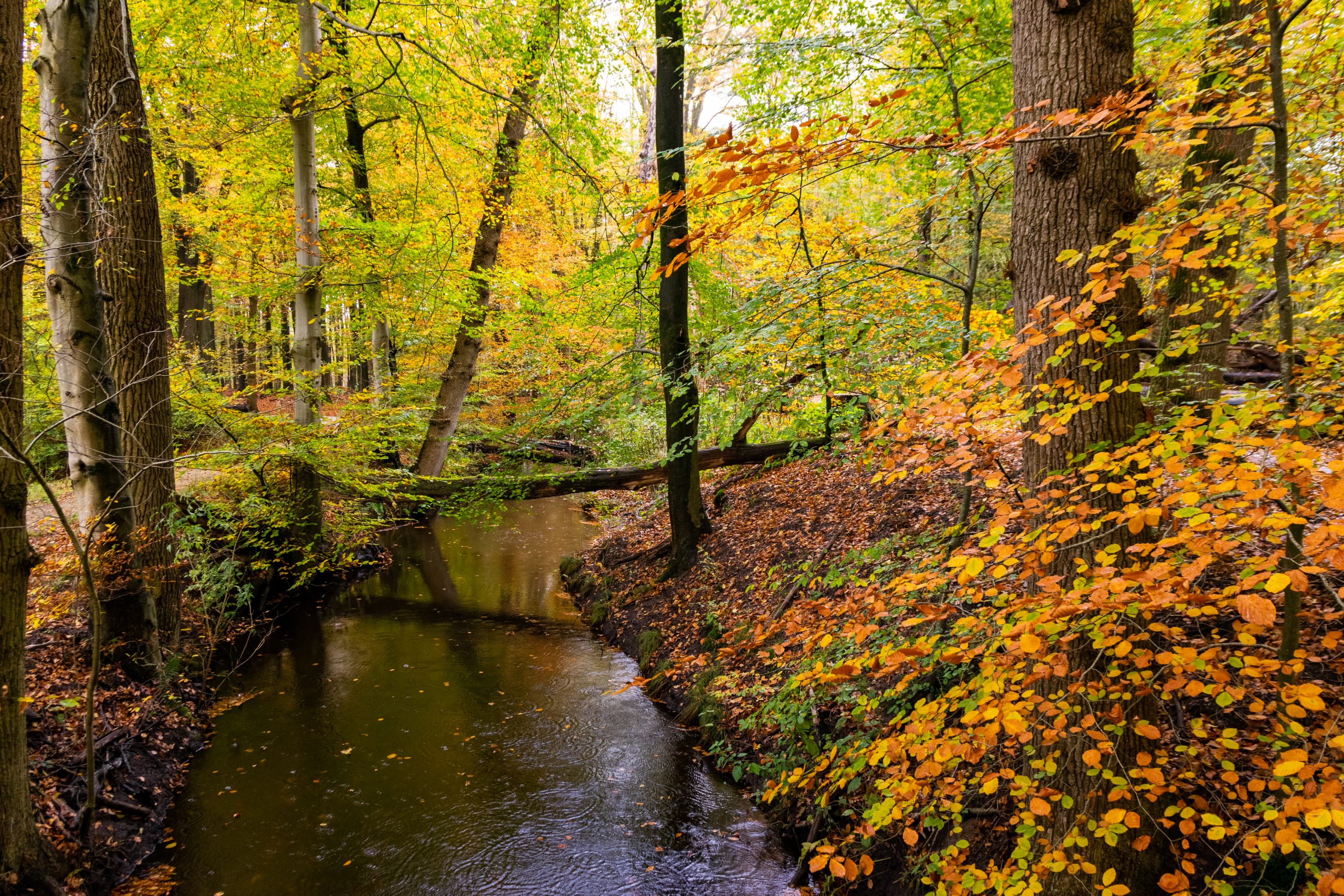 Prachtige wandelroute in het Leuvenumse bos: de Roode Koperroute