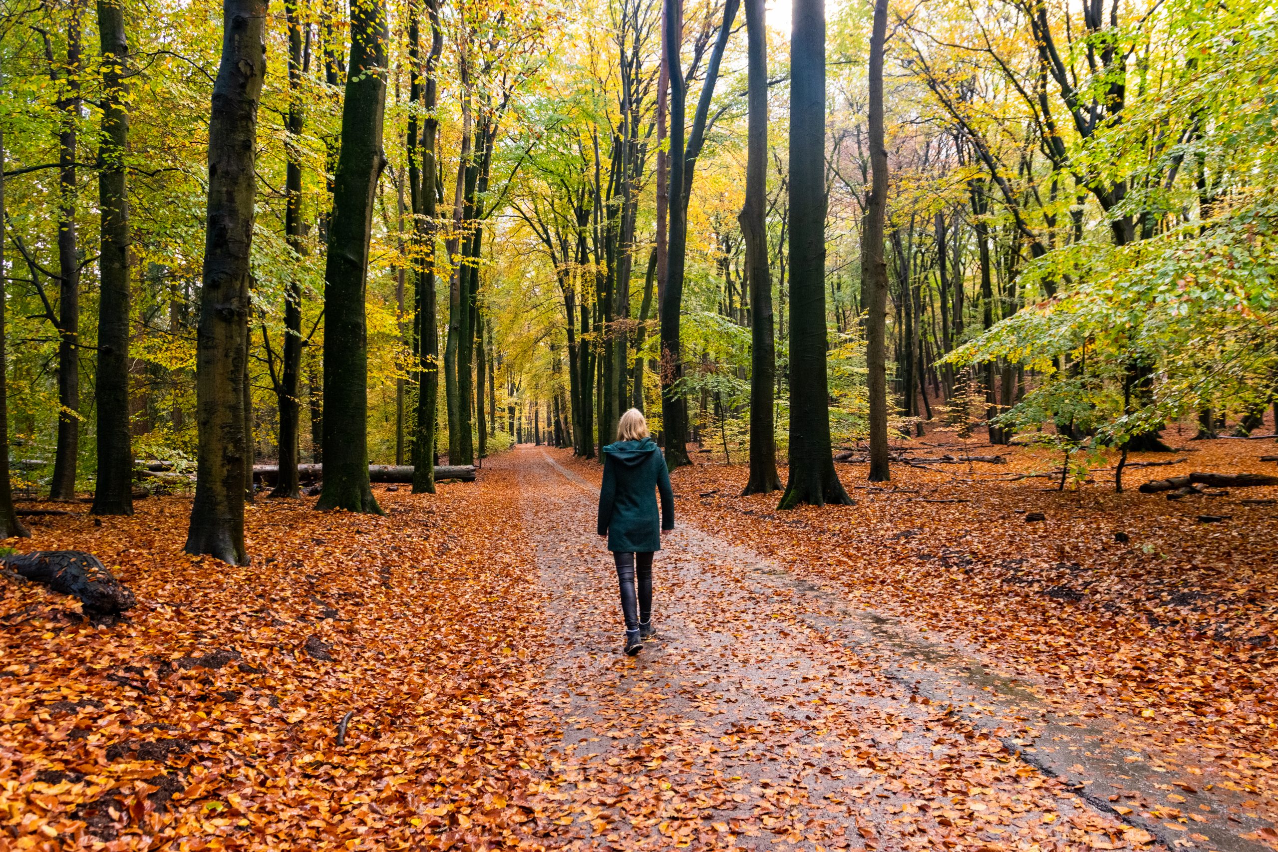 Wandelen in het Leuvenumse Bos: tips + mooie wandelroutes